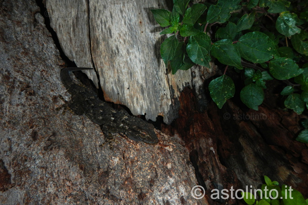 Geco comune (Tarentola mauritanica) - Astolinto°