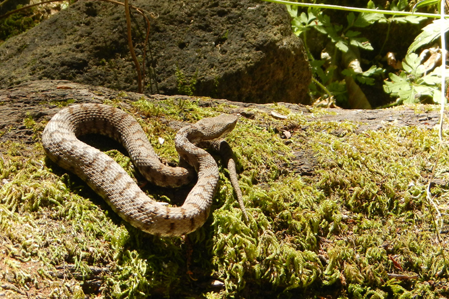 Vipera comune (Vipera aspis) - Astolinto°